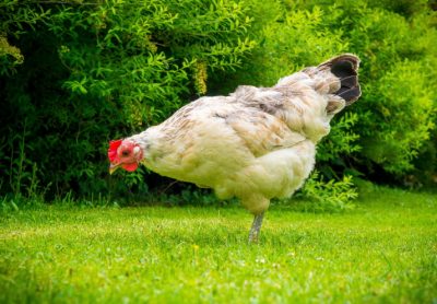 Do Chickens Have Feelings, Emotions, and Sentience? - Backyard Poultry